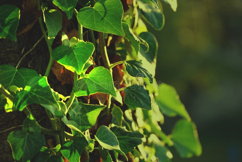 Tendrils of Green Ivy Leaves on a Tree in the Woods Stock Photo - Image ...