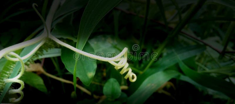 Tendrils Images of the Plants. Stock Image - Image of plants ...