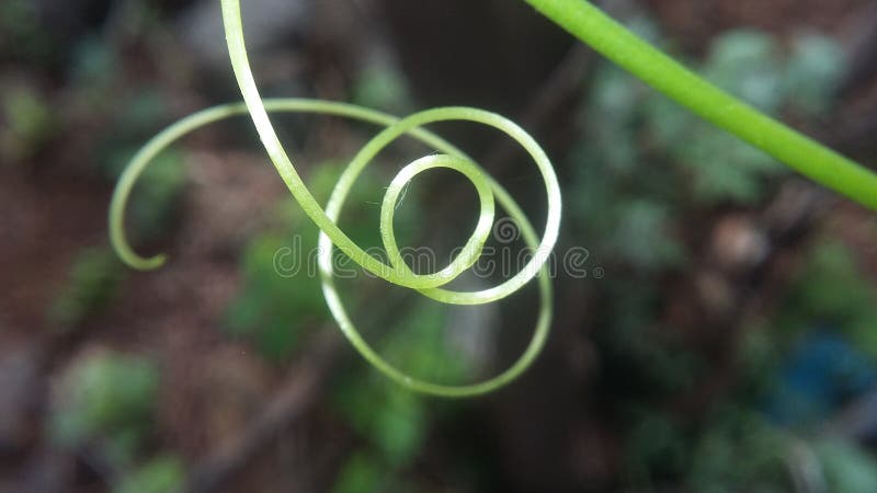 Tendrils stock photo. Image of long, wall, tendrils - 177885360