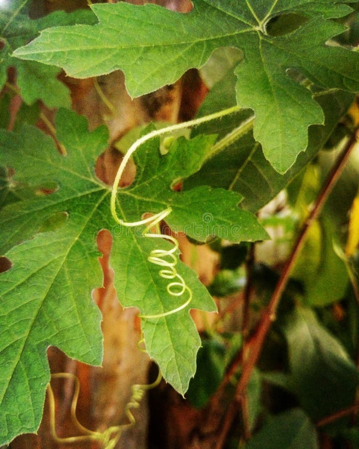 Tendrils editorial photo. Image of natural, tendrils - 94747066