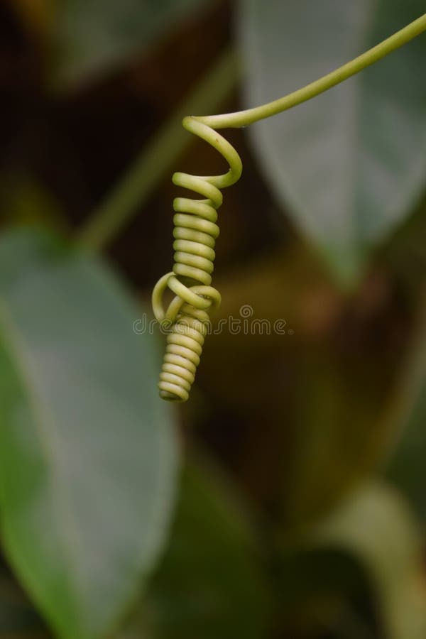 The Tendrils of Passion Fruit Resemble Springs. Stock Photo - Image of ...