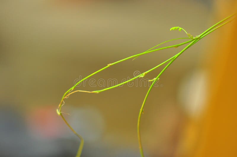 Tendrils stock image. Image of vines, green, garden, leaf - 97827611