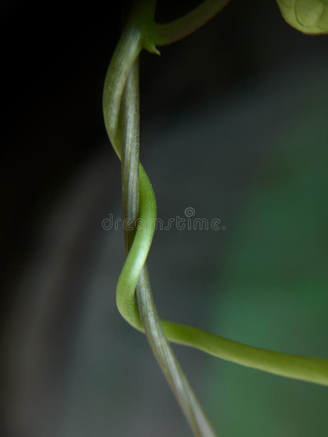 Wrapped Around Each Other Stock Photos - Free & Royalty-Free Stock ...