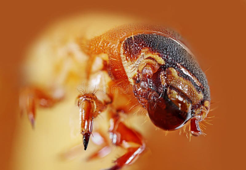 Tenebrio Molitor - Mealworm Stock Image - Image of beetle, small: 36648291