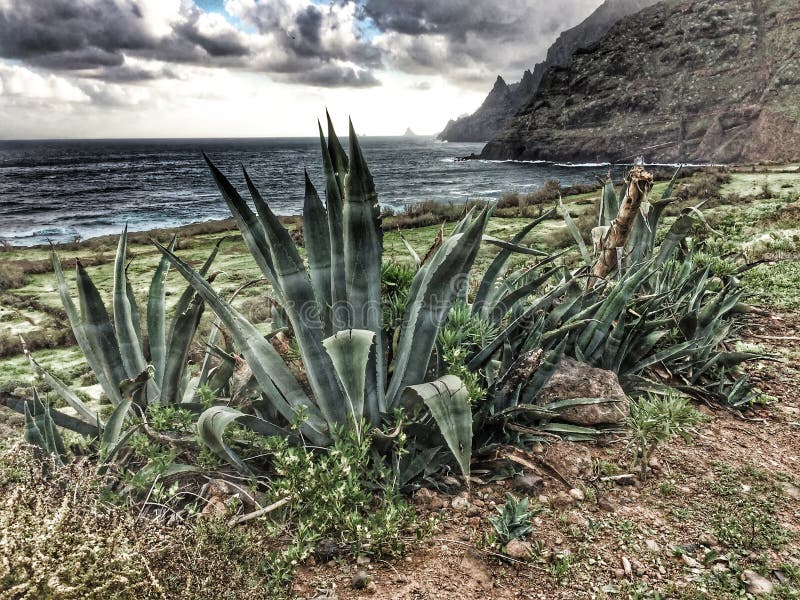 Wild agave on Tenerife stock image. Image of green, desert - 85010845