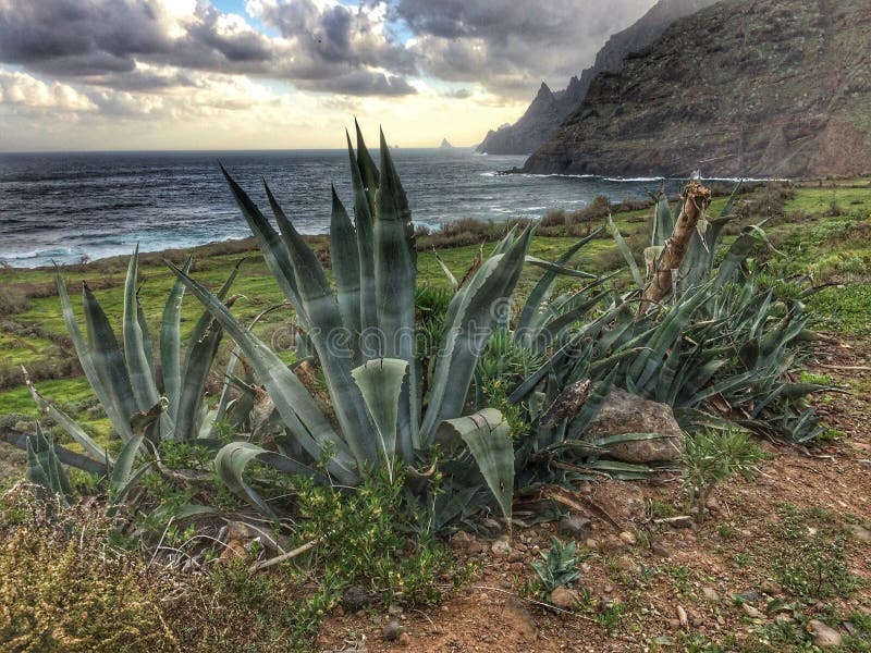 Wild agave on Tenerife stock image. Image of green, desert - 85010845
