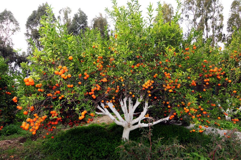 Mandarin tree stock image. Image of freshness, farm, flora - 18355317