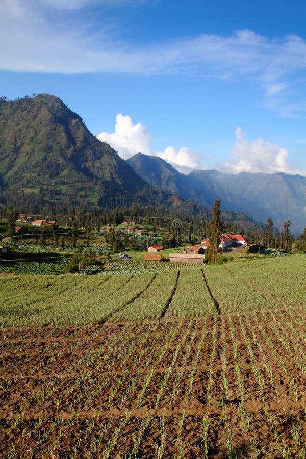 Tengger Village Landscape stock photo. Image of landscape - 25207910