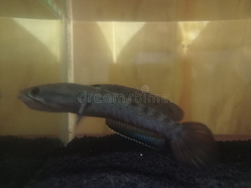 Cana Maru Stock Photos - Free & Royalty-Free Stock Photos from Dreamstime