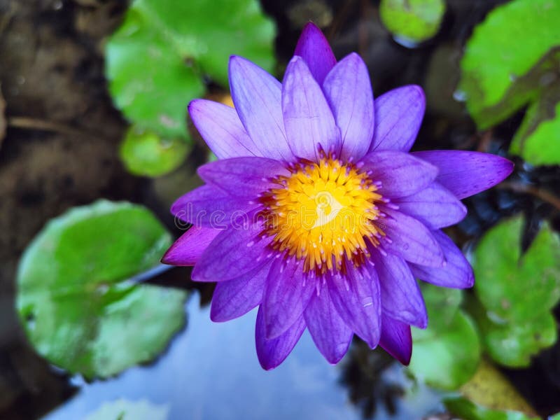 Tengo un morado de flores imagen de archivo. Imagen de amarillo - 252968189