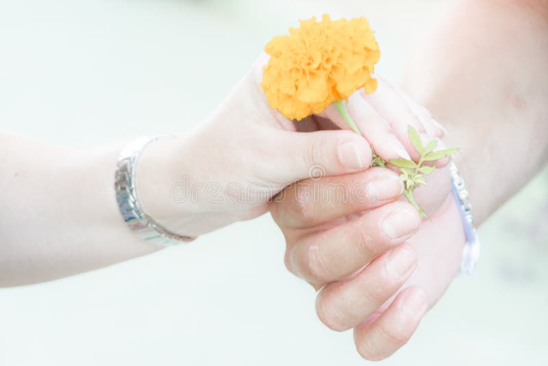 Mains D'homme Tenant Une Fleur De Pissenlit. Image stock - Image du ...