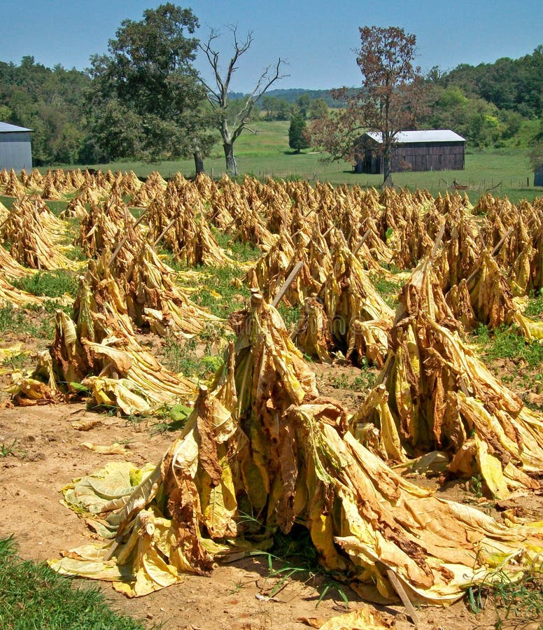 Curing Tobacco stock photo. Image of rustic, curing, barn - 1405446