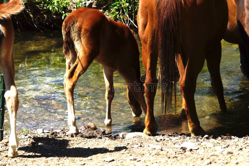 Tennessee Walking Horse Ou Tennessee Walker Colt Foto de Stock - Imagem ...