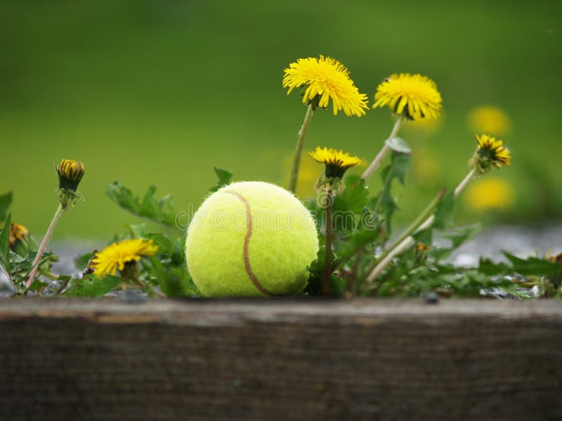 A ball of flowering veg stock photo. Image of decker - 151804892