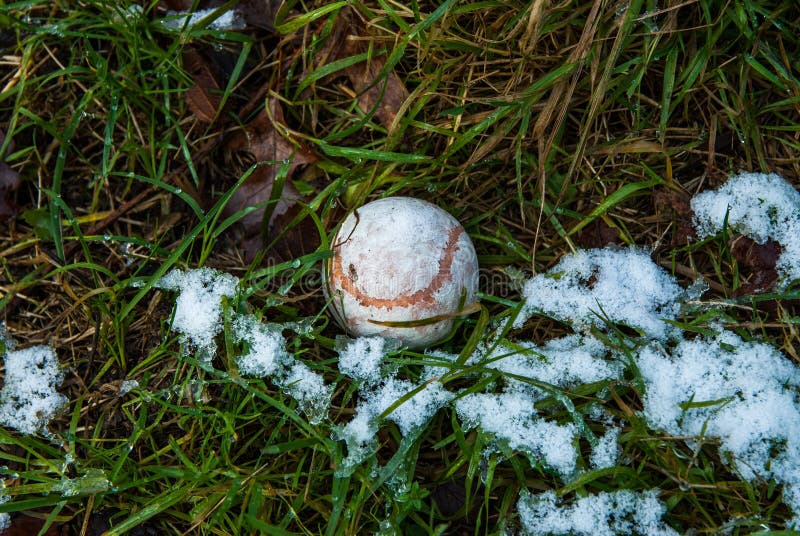 Tennis Ball in Rot and Snow Stock Image - Image of winter, green: 84968963