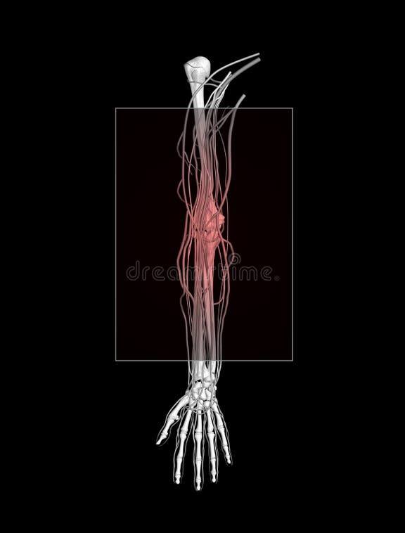 Blood Vessels Arm Stock Illustrations – 217 Blood Vessels Arm Stock ...