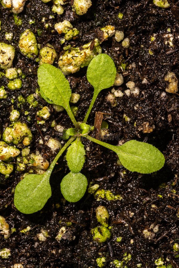 Tenra-comum foto de stock. Imagem de crescimento, planta - 194436260