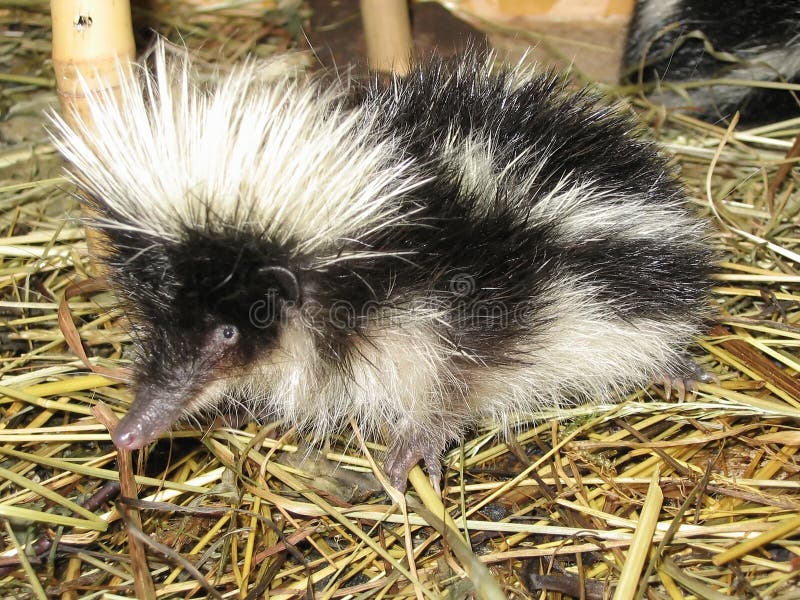 Tenrec stock image. Image of animal, live, creature, brown - 23609089