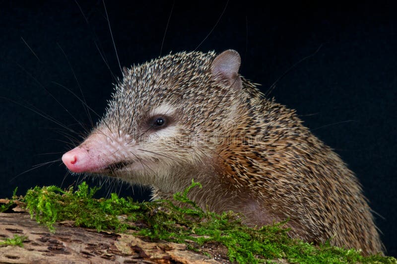 Tenrec stock photo. Image of tenrec, insectivore, wildlife - 24794250