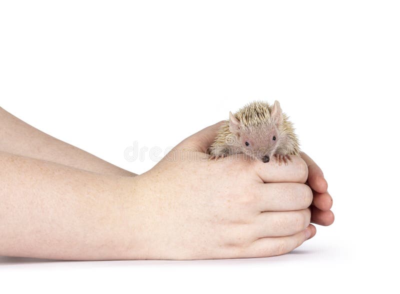 Cute Tenrec Stock Photos - Free & Royalty-Free Stock Photos from Dreamstime