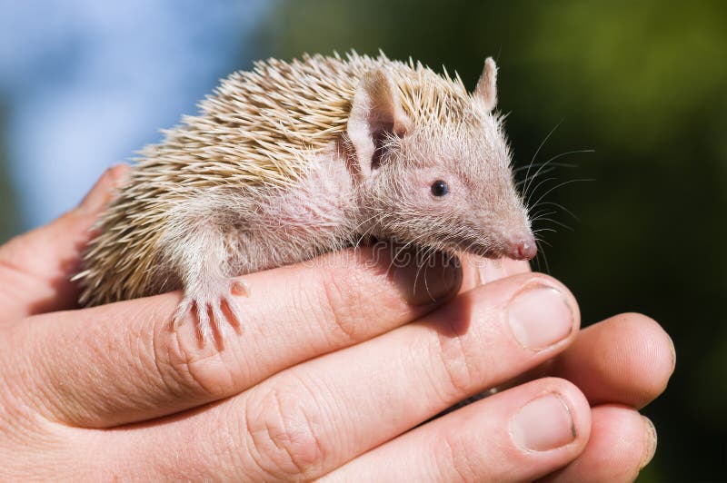 Lesser Hedgehog Tenrec With Mouth Open Stock Image - Image of prickly ...