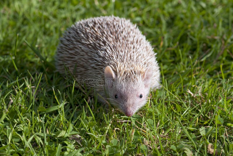 Cute Tenrec Stock Photos - Free & Royalty-Free Stock Photos from Dreamstime
