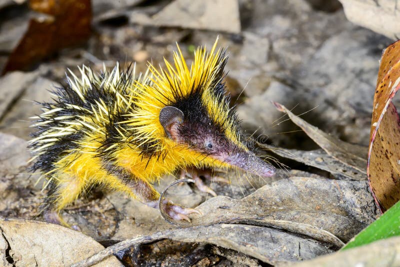 Tenrec Striato Pianura, Andasibe Immagine Stock - Immagine di spolette ...