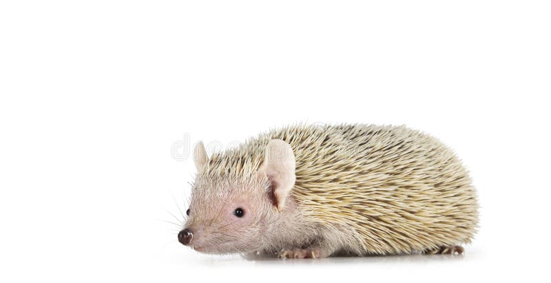 Cute Tenrec Stock Photos - Free & Royalty-Free Stock Photos from Dreamstime