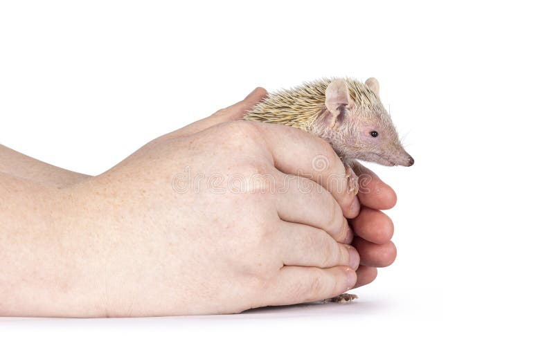 Cute Tenrec Stock Photos - Free & Royalty-Free Stock Photos from Dreamstime