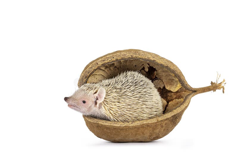 Cute Tenrec Stock Photos - Free & Royalty-Free Stock Photos from Dreamstime