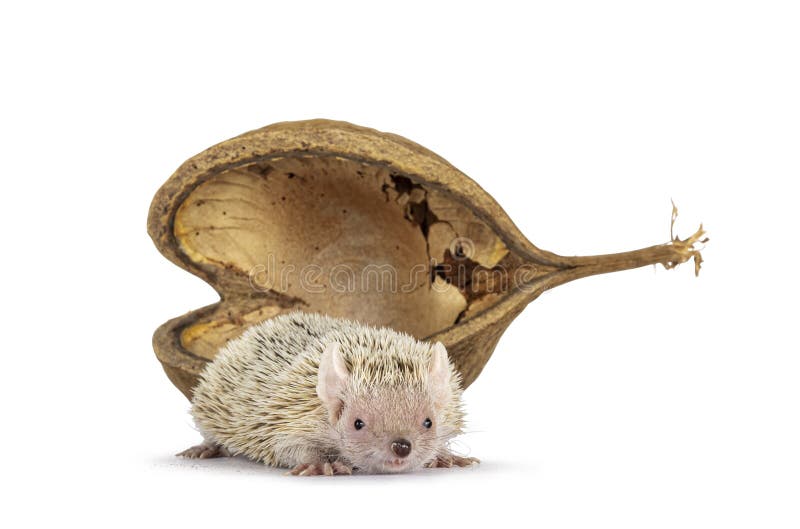 Cute Tenrec Stock Photos - Free & Royalty-Free Stock Photos from Dreamstime