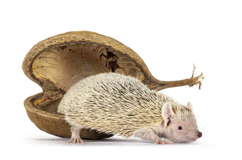 Cute Tenrec Stock Photos - Free & Royalty-Free Stock Photos from Dreamstime