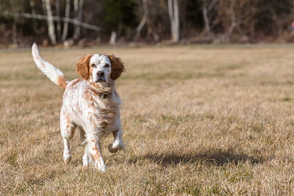Tense Dog Approaching on a Meadow Stock Photo - Image of walk, tense ...