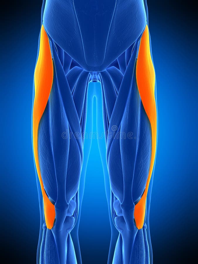 The tensor fascia lata stock illustration. Illustration of body - 72487456