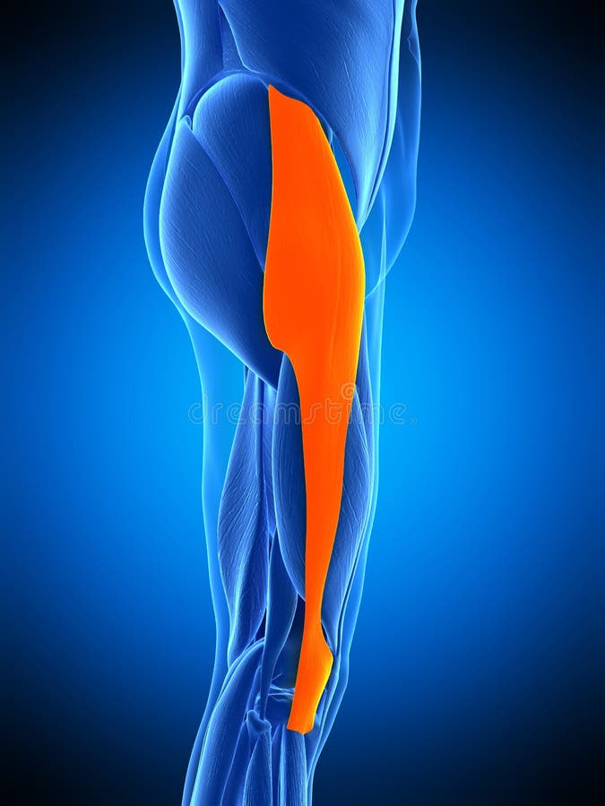 The tensor fascia lata stock illustration. Illustration of knee - 72488250