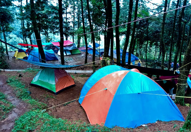 Tent Camping Under a Pine Tree in the Forest Stock Image - Image of ...