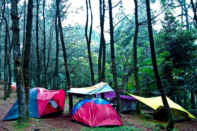 Tent Camping Under a Pine Tree in the Forest Stock Photo - Image of ...