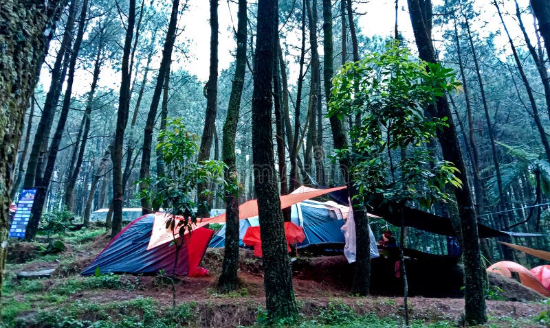Tent Camping Under a Pine Tree in the Forest Stock Photo - Image of ...