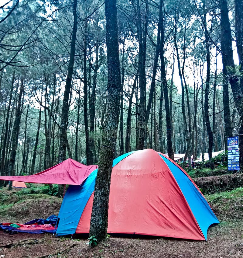 Tent Camping Under a Pine Tree in the Forest Stock Image - Image of ...