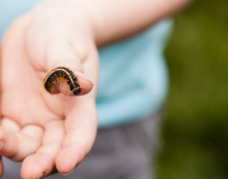 Tent Caterpillar on a Hand stock image. Image of moth - 40842163