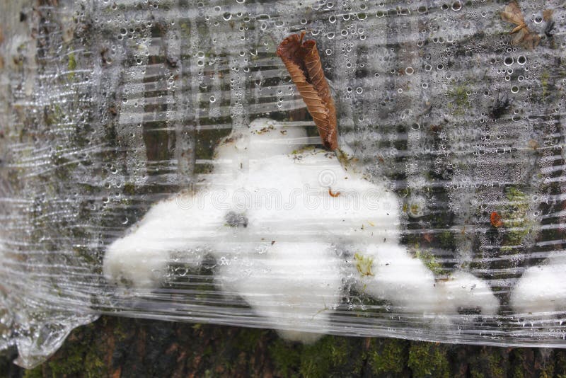 Tent Caterpillar Tree Band stock image. Image of prevent - 22122595