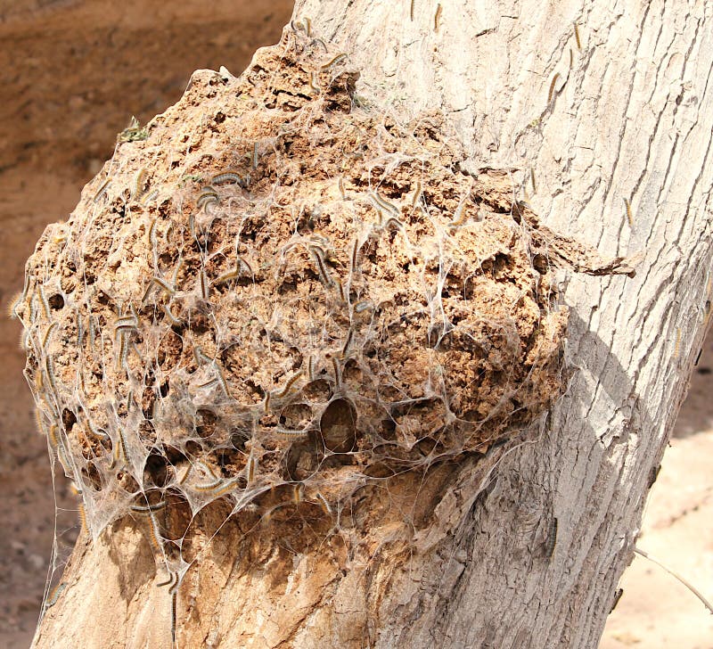Tent Caterpillars Creating a Cocoon Around a Tree Section. Stock Photo ...