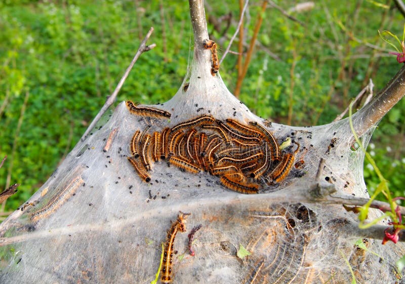 136 Invasive Caterpillars Photos - Free & Royalty-Free Stock Photos ...