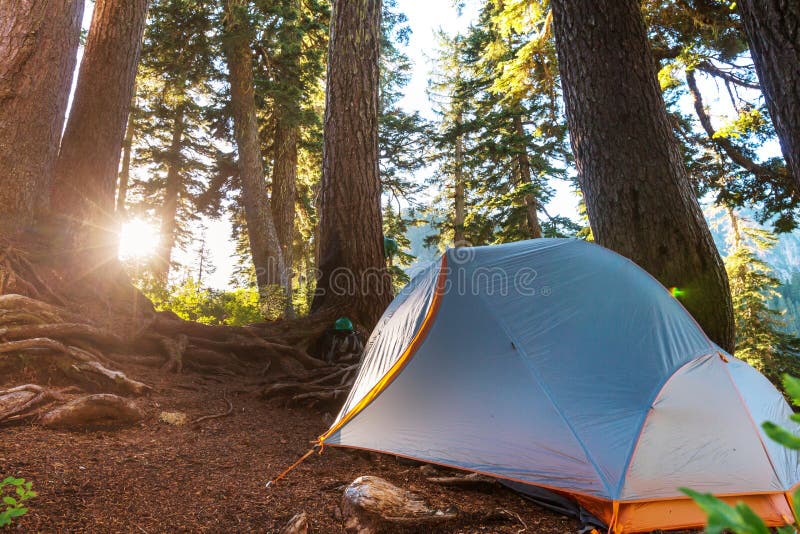 Tent in forest stock image. Image of nature, forest, tent - 54191329
