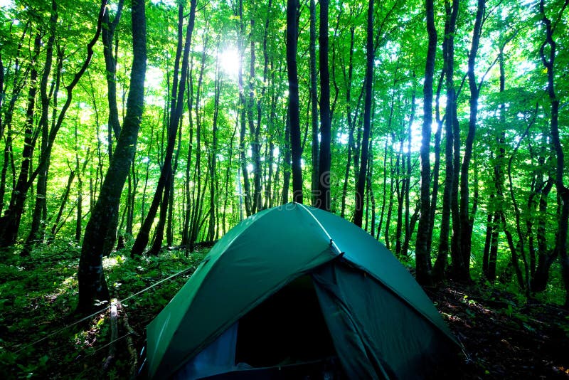 Tent in forest stock photo. Image of backpacking, hiking - 54191316