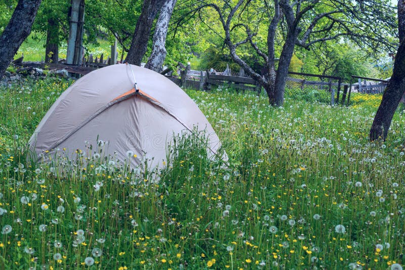 Tent in the Garden among the Lush Grass and Dandelions Stock Image ...