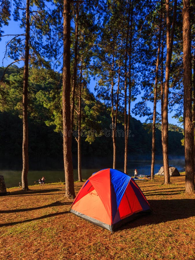 Tent Under Tree in the Morning Stock Photo - Image of tent, light ...