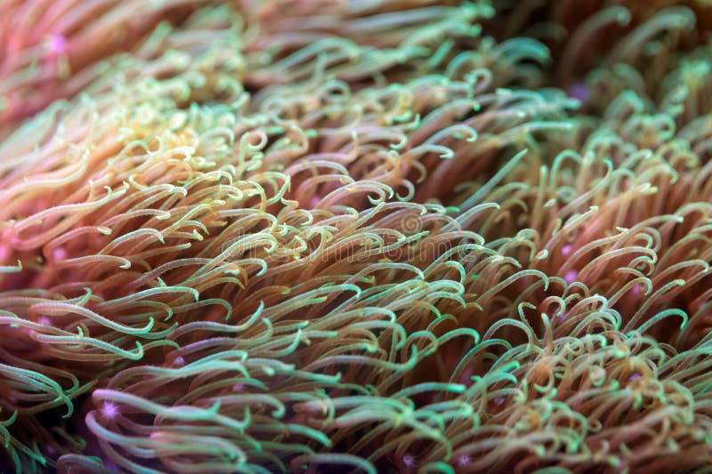 Tentacles of the Soft Coral Pachyclavularia Violacea Stock Image ...