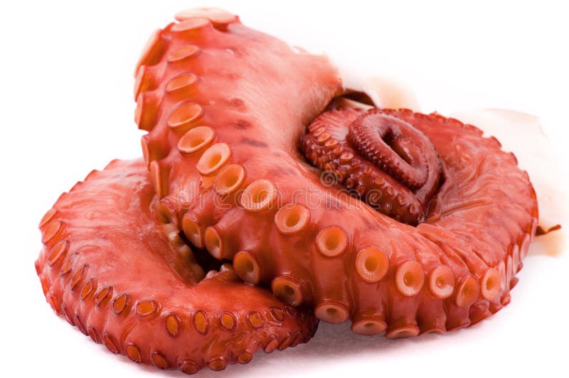 Tentakeln Der Krake Auf Weißem Hintergrund Stockbild - Bild von ...