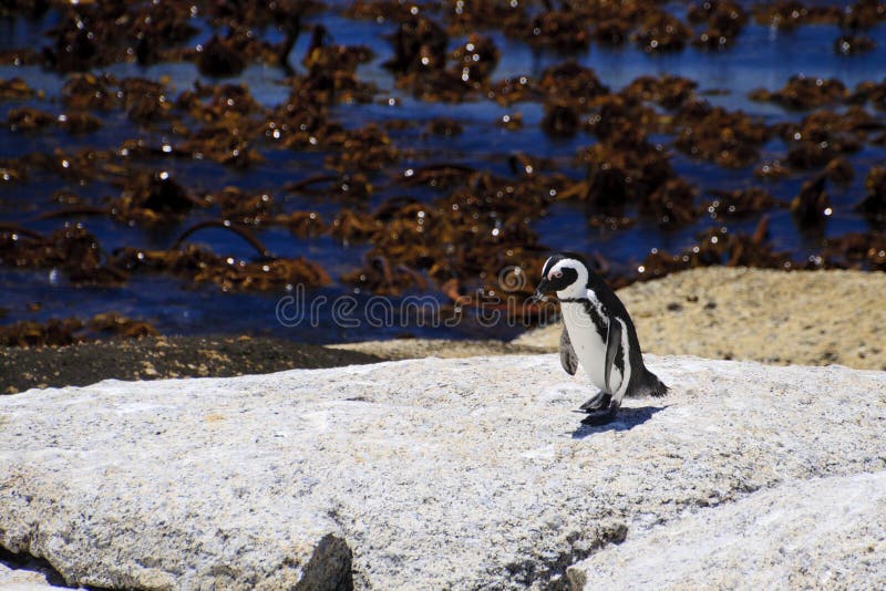 Tentative Steps stock image. Image of blackfooted, beach - 23569825
